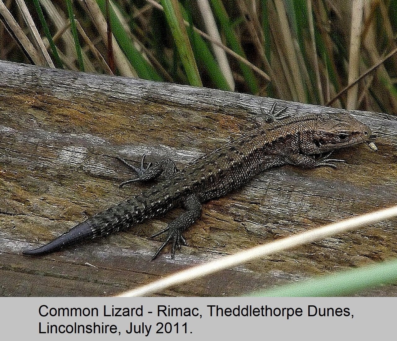 Common Lizard